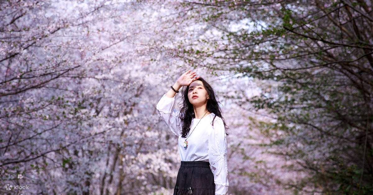 [Sakura Limited] Guizhou Pingba Cherry Blossom Lawatan Sehari (Guiyang ...